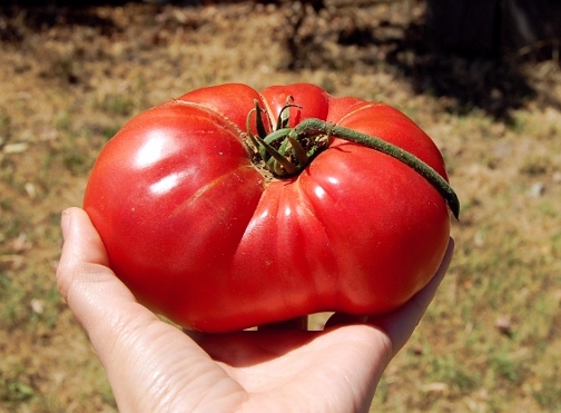 Savvy Housekeeping » Gardening Round-Up