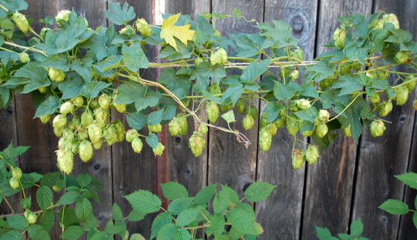 Grow Your Own Hops Grow Your Own Hops
